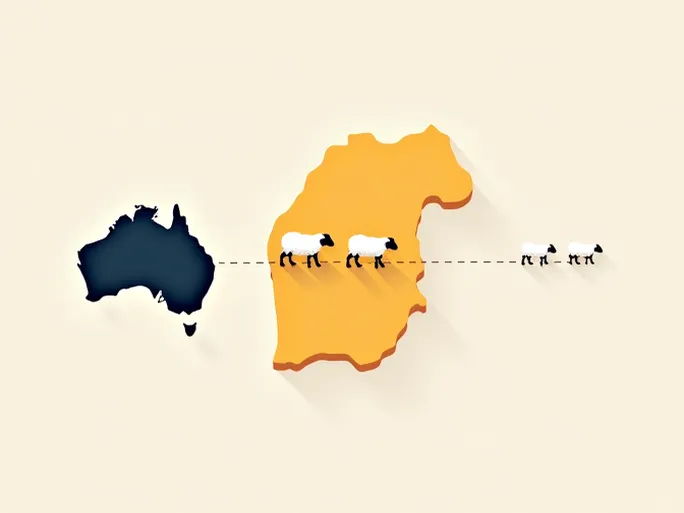 Morocco to Import Australian Sheep Amid Meat Shortage