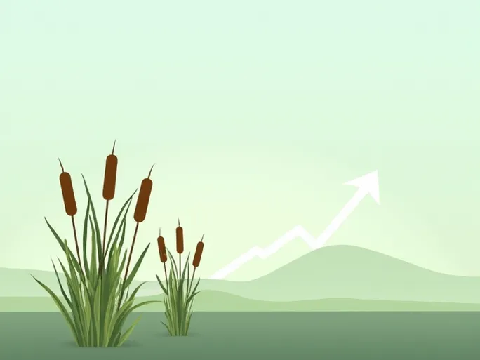 Cattail Prices Fluctuate in Chinas Shandong Province