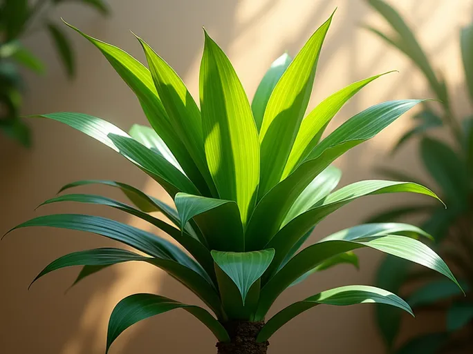 Spanish Bayonet Gains Popularity As Ideal Evergreen Shrub