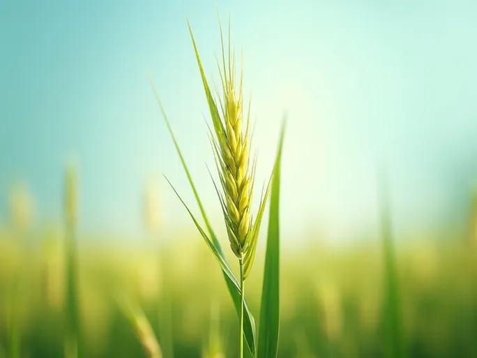 Sangzhi County Advances Food Security with Cadmiumfree Rice Training