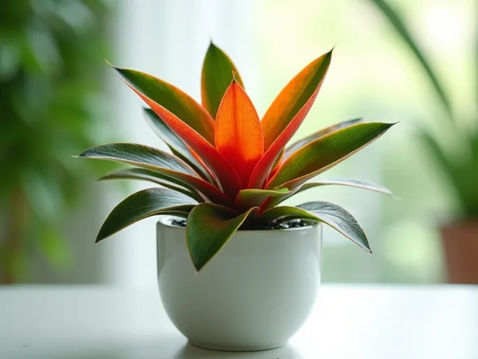 Beijings Bromeliad Market Pricing and Quality Trends
