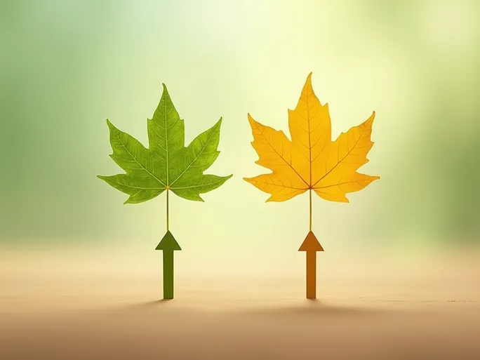 Jinzhai Countys Maple Tree Prices Show Market Shift in Anhui