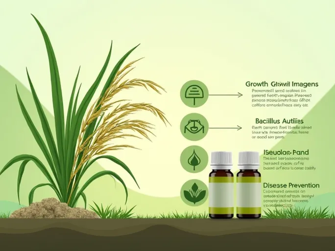 Bacterial Bioagents Combat Sheath Blight in Rice Crops