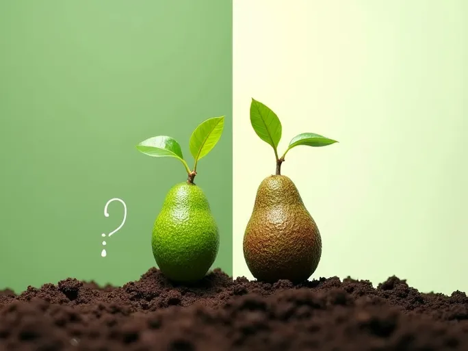 Hong Kong Avocado Seed Prices Rise Amid Quality Concerns