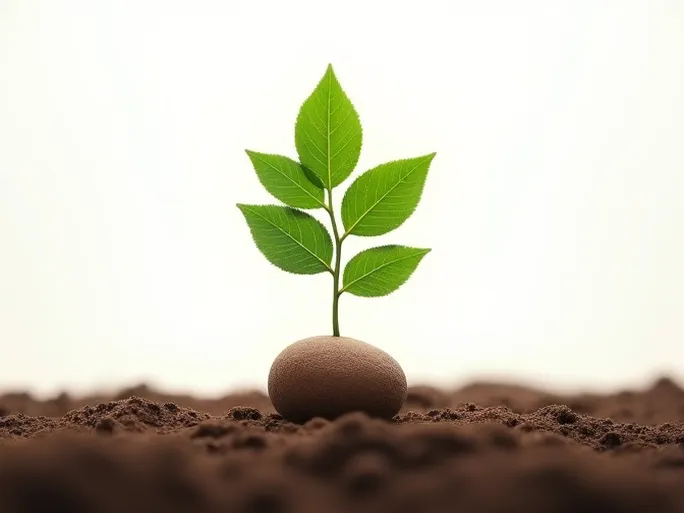 Hubei Lacquer Tree Seed Prices Hold Steady Amid Market Monitoring