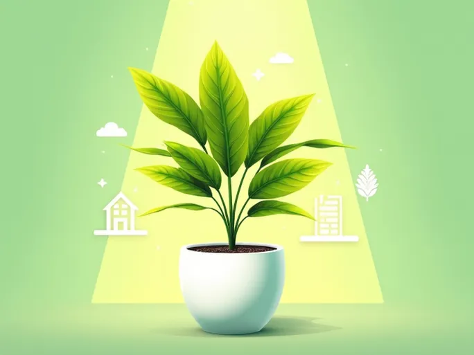 Variegated Umbrella Tree Gains Popularity As Indoor Greenery Trend Grows