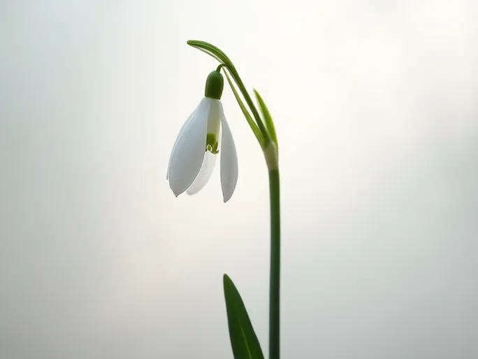 19thcentury Botanical Art Print snowdrop Revived