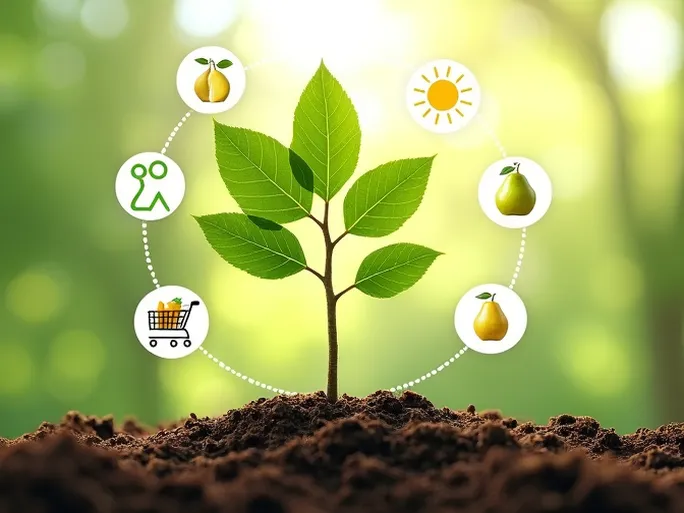 Yunnan Pear Seedlings Varieties Prices and Origins Guide
