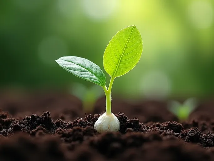 Guangdong Caulophyllum Robusta Seedling Prices and Buying Guide