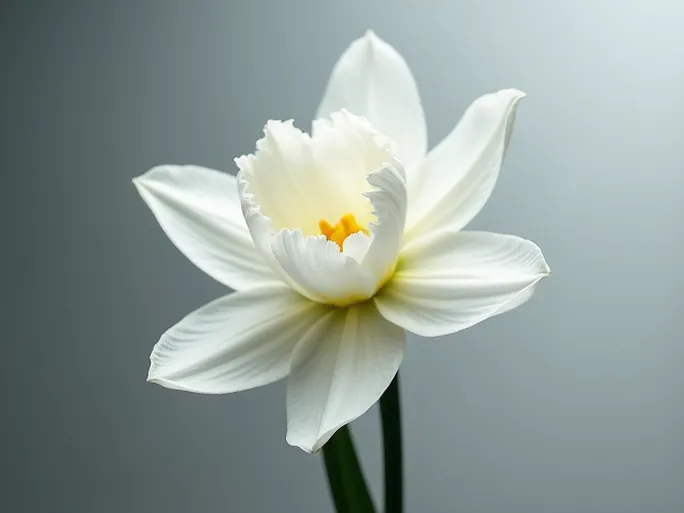 Narcissus Symbolizes Feminine Resilience in Winter