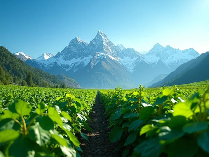 Tibet Farmers Opt for Quality Green Bean Seedlings to Boost Yields