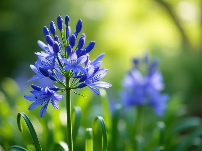 Agapanthus midnight Star Enhances Summer Gardens