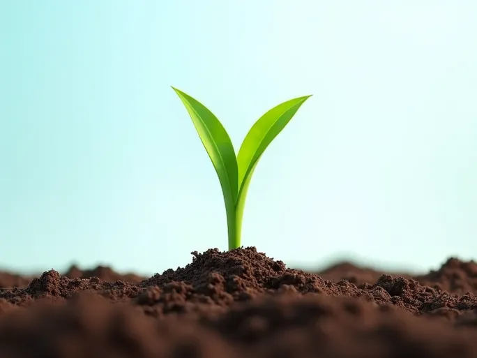 Hebei Market Trends Buying Sweet Napier Grass Seedlings