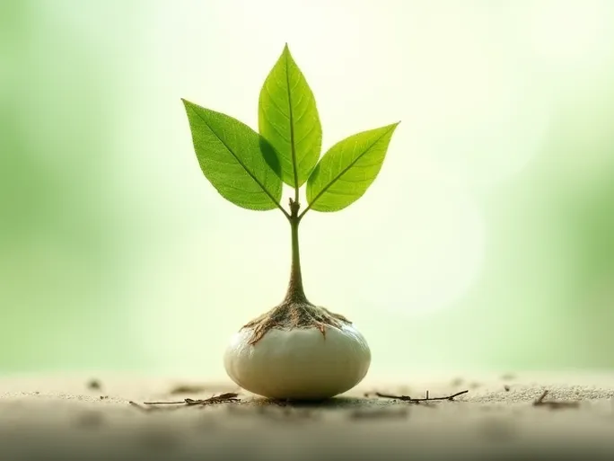 Tianjin Willow Seed Market Shows August Trends