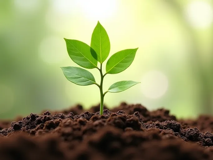 Macau Moringa Seedling Prices Rise Amid Growing Demand