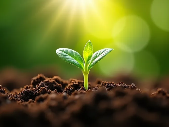 Guangdong Hogweed Seedling Prices Rise Amid Market Shift