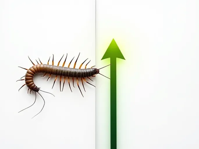Hebei Dried Centipede Market Price and Quality Guide