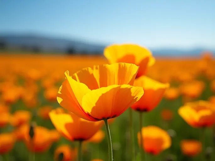 Jiangsu Farmers Face Rising Marigold Seed Prices
