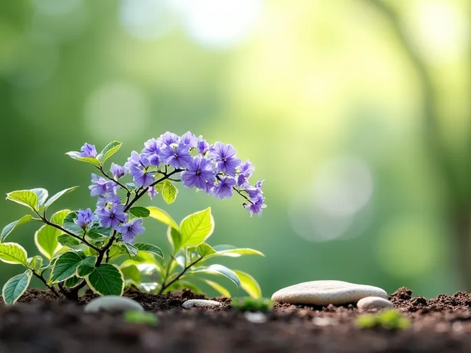 Vinca Major surrey Marble Gains Popularity in Modern Gardens