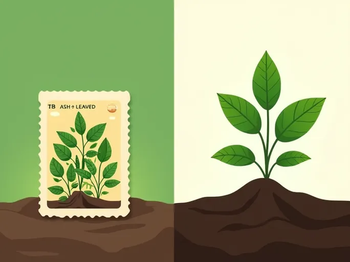 Chinas Heilongjiang Sees Rising Demand for Quality Amaranth Seeds