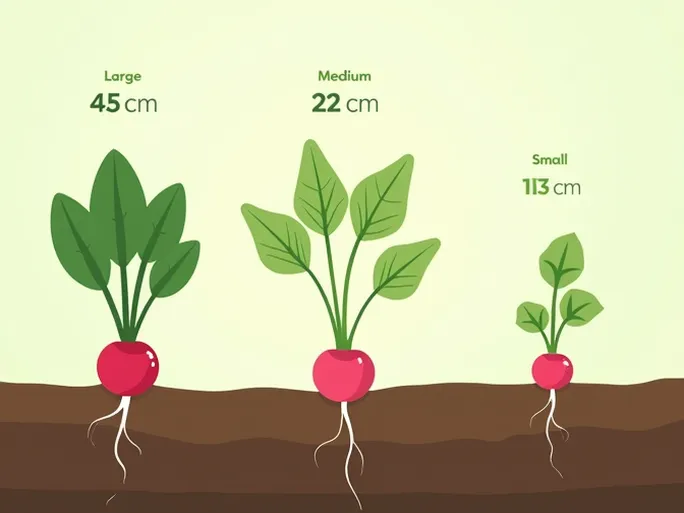 Expert Tips for Maximizing Radish Harvest Yields