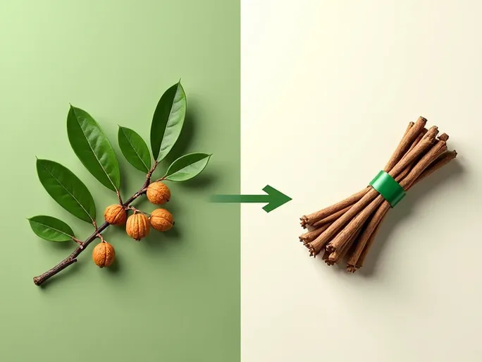 Anhui Walnut Graft Scion Market Trends and Pricing Guide