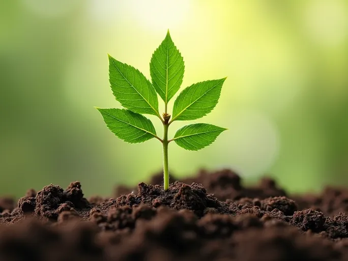 Jiangxi Buckeye Seed Prices Rise Amid High Demand