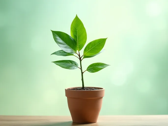 Tianjin Nanchuk Leaf Tree Prices Show Market Shift