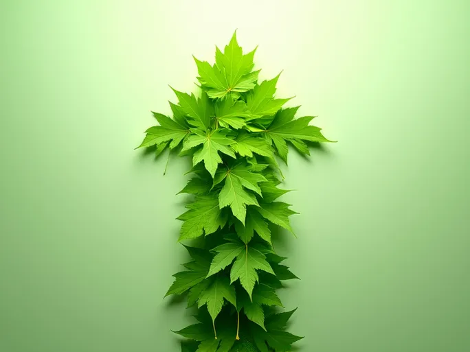 Henan Maple Seedling Prices Reflect Shifting Market Trends