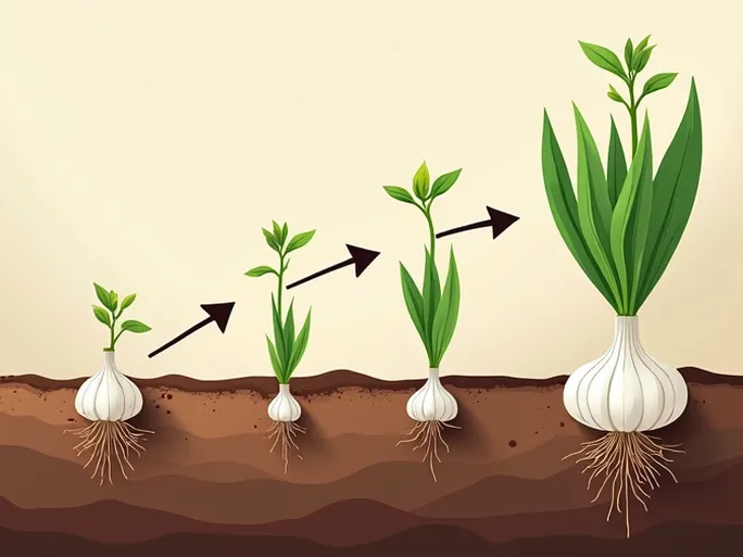 Garlic Industry Booms As Demand for Culinary Staple Grows